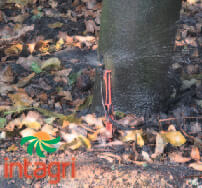 La Poda en el Cultivo de Aguacate | Intagri S.C.